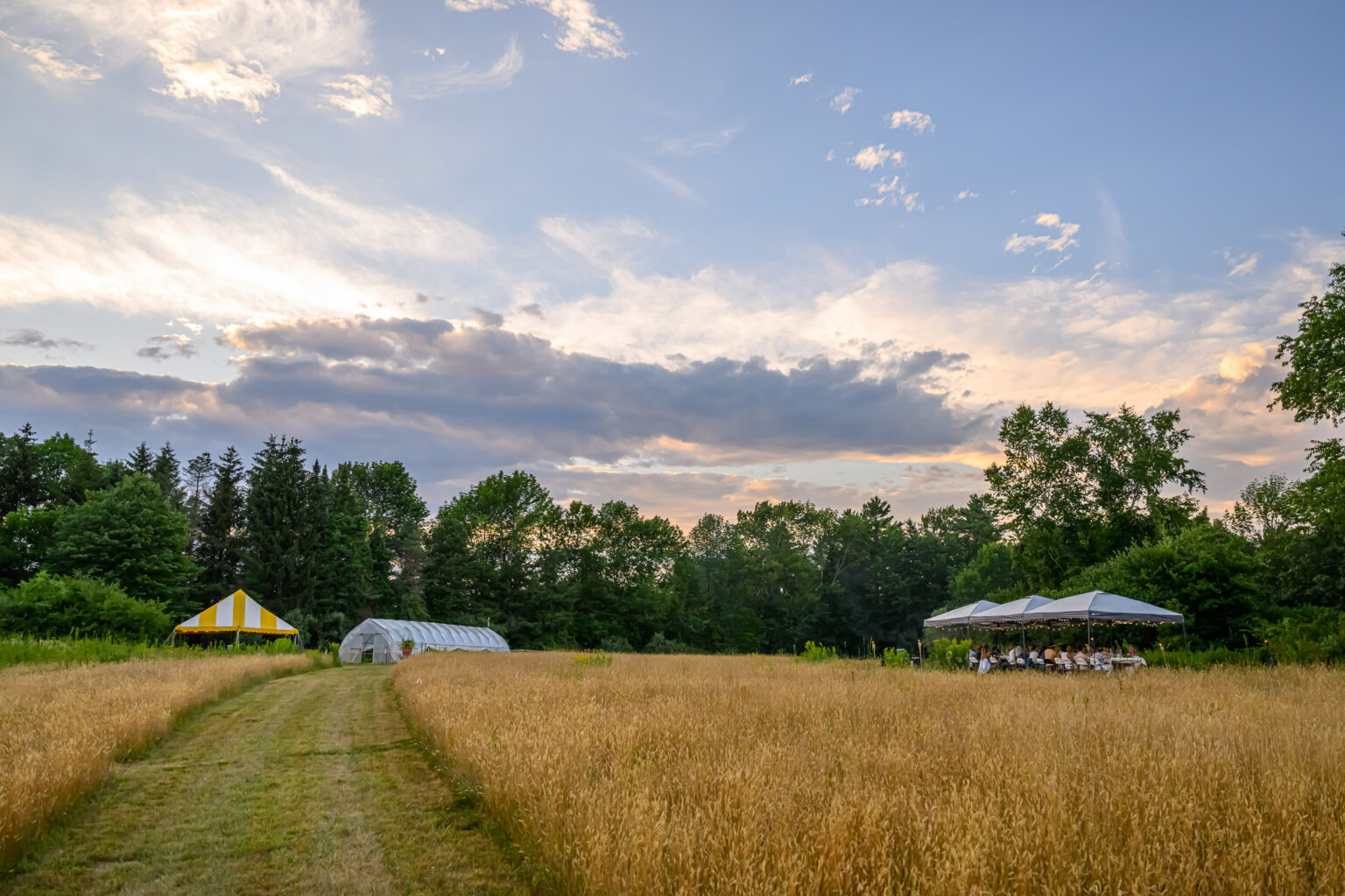 Dandelion Forest Farm - Grow what grows best!