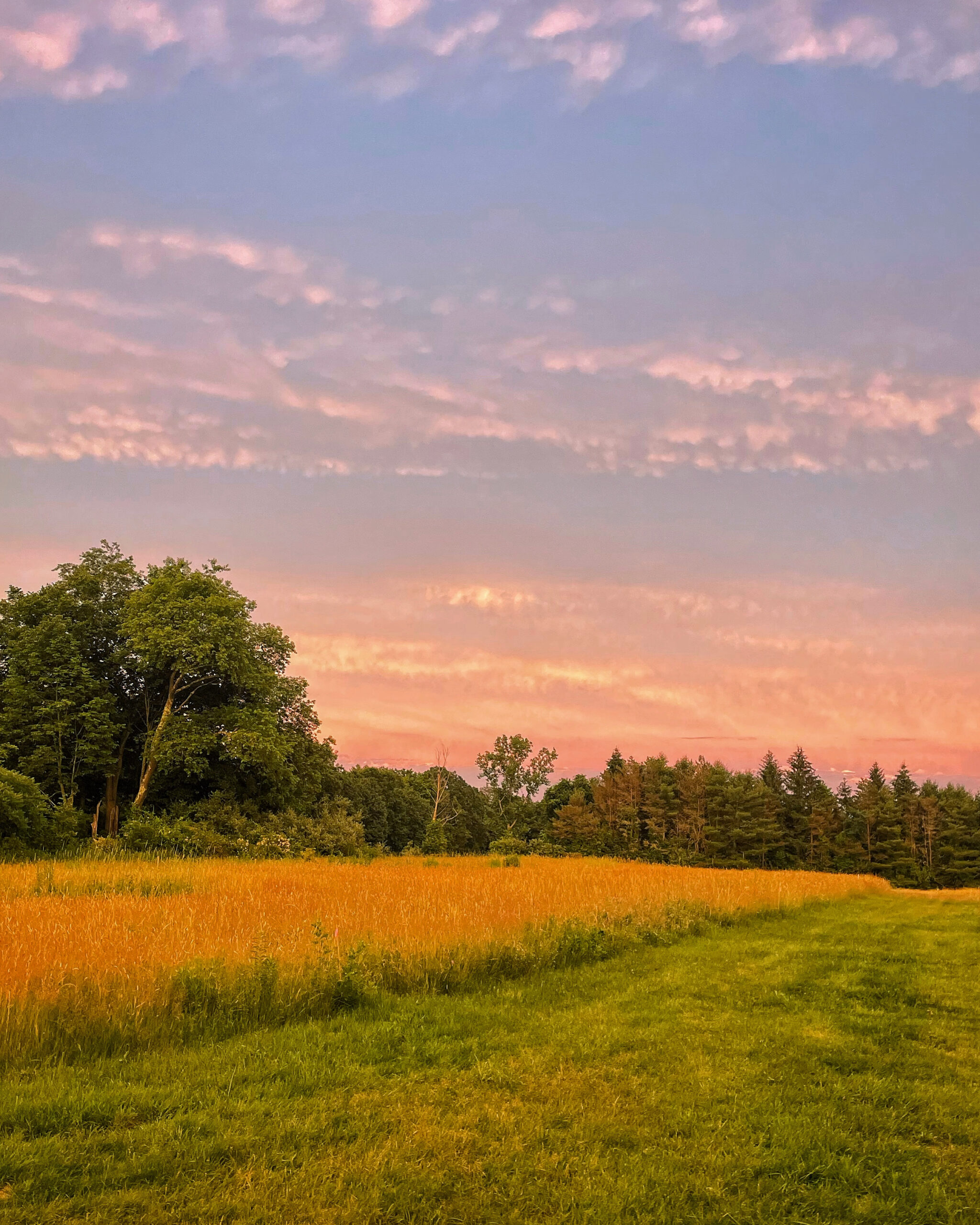 Dandelion Farm Share - Dandelion Forest Farm