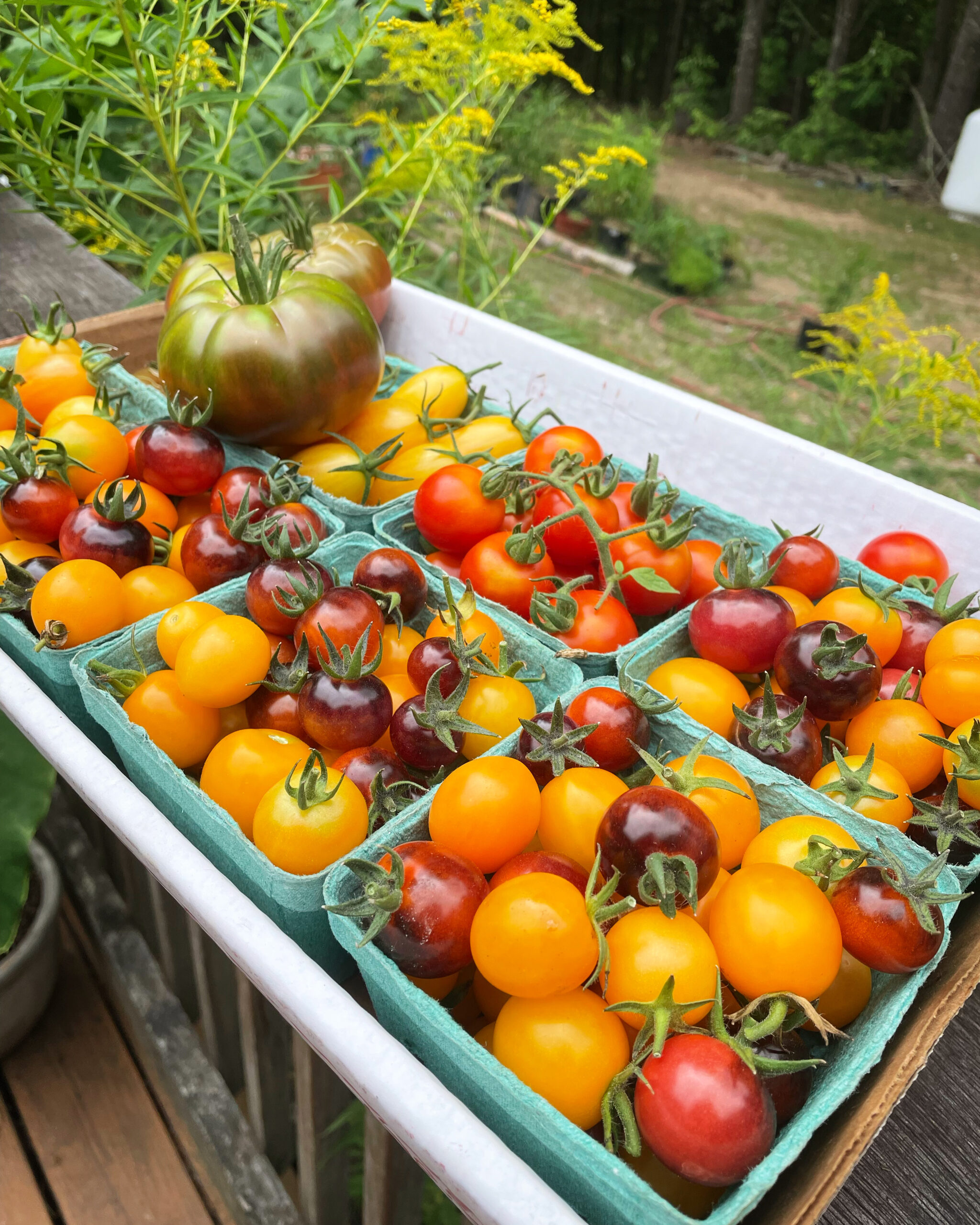 Dandelion Farm Share - Dandelion Forest Farm