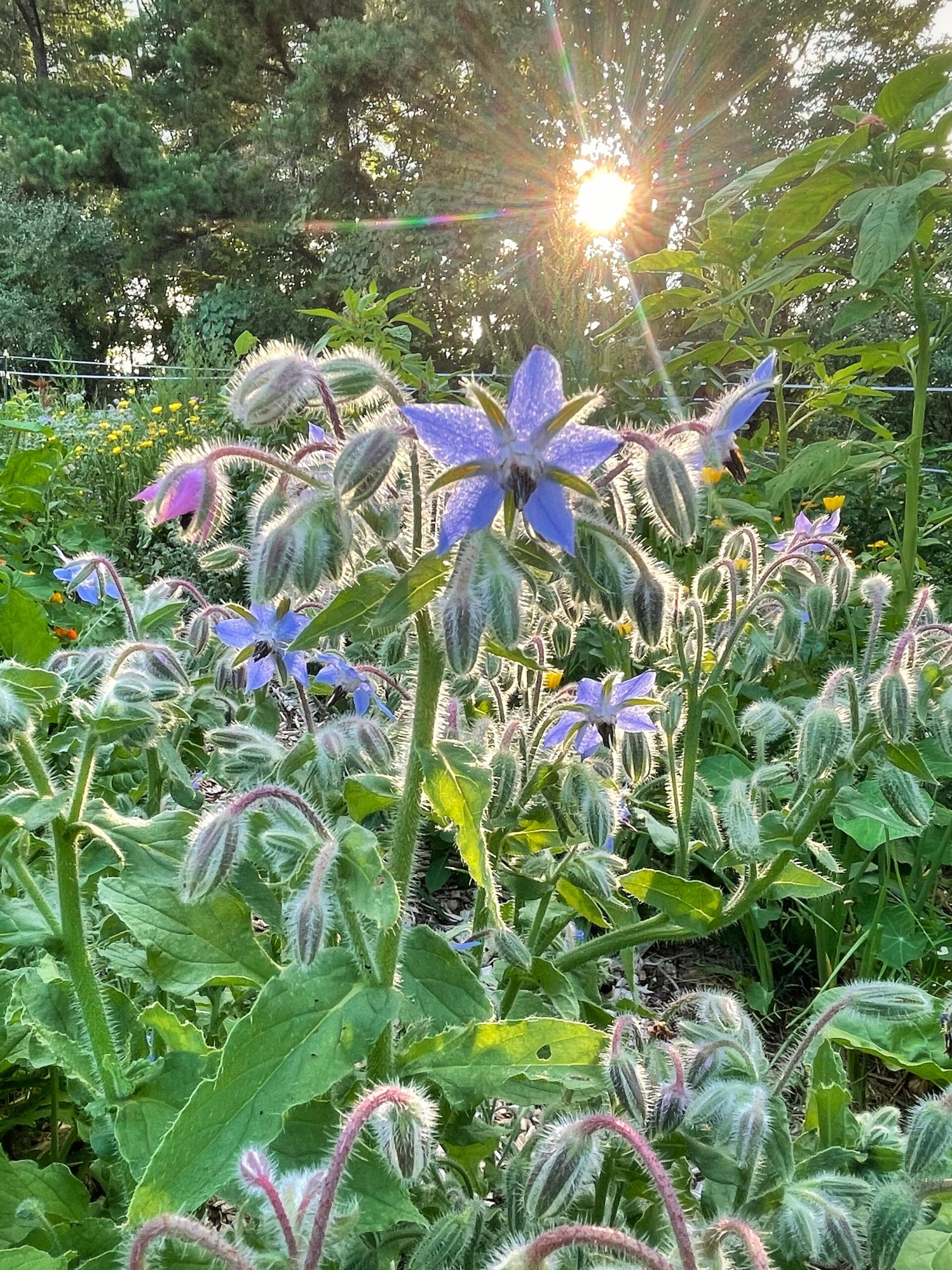 Dandelion Farm Share - Dandelion Forest Farm